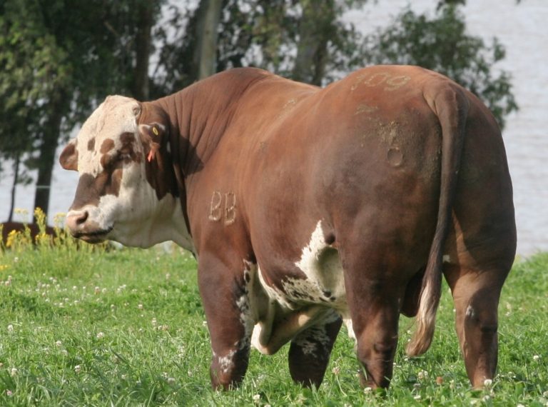 Braford – Associação Brasileira de Hereford e Braford