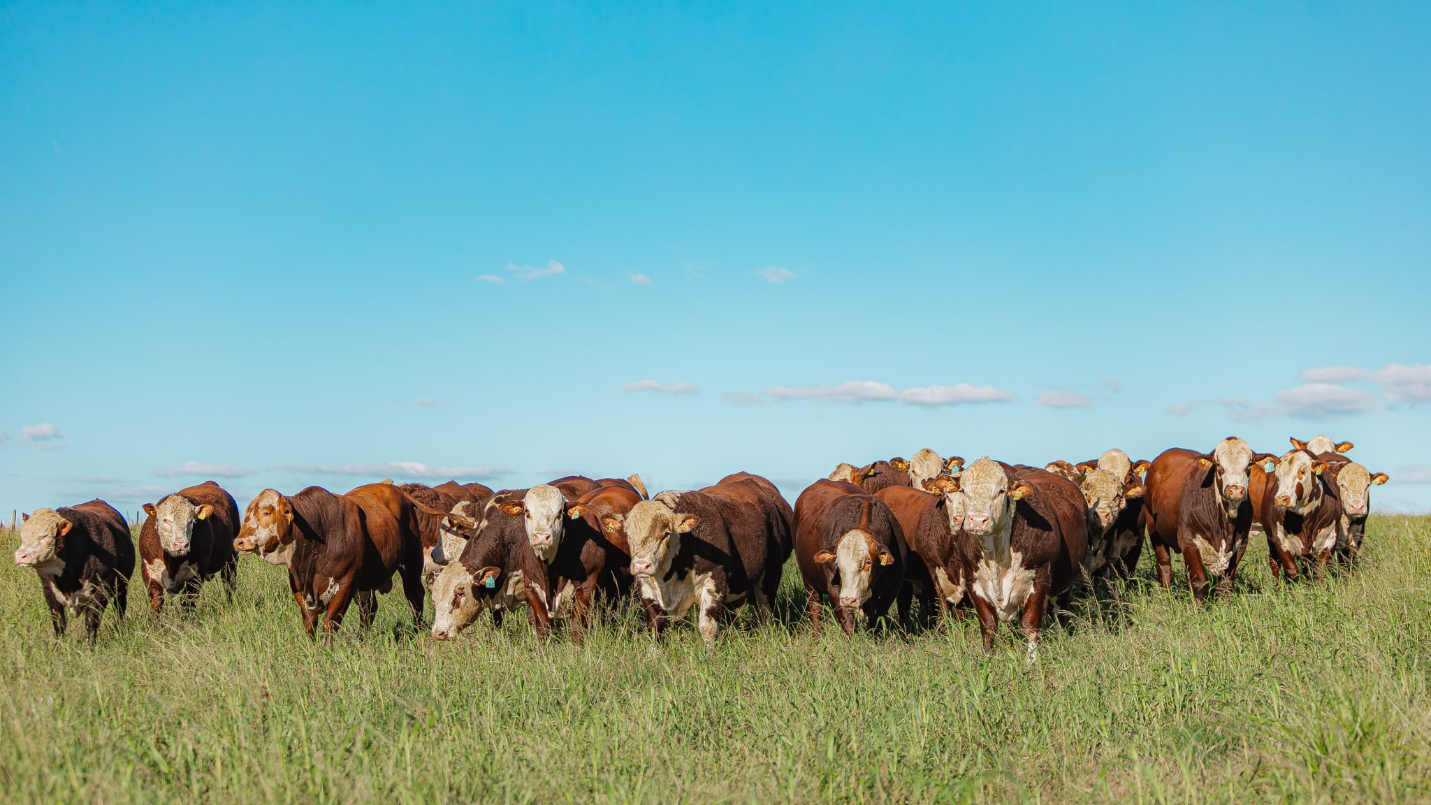 ABHB | ABHB comunica alterações no regulamento Hereford e novas ...